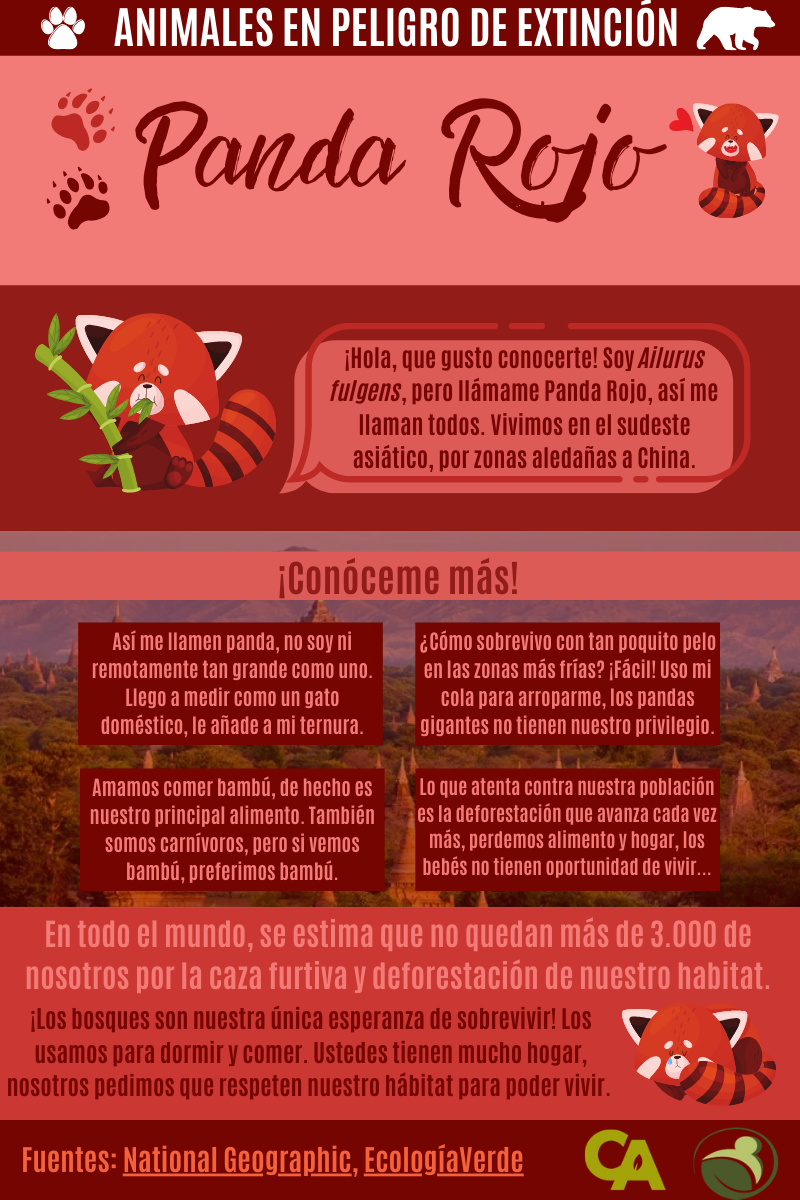 Diecisieteava Entrega: Panda Rojo – Conexión ambiental